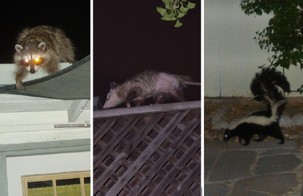 Looking Back: Raccoons and Possums and Skunks, oh my! | San Jose Public ...
