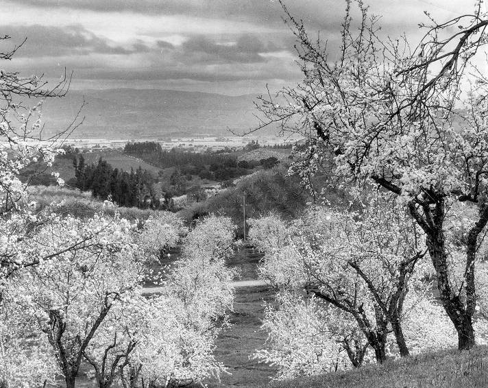 Looking Back: Canning in the Valley of Heart’s Delight | San Jose ...