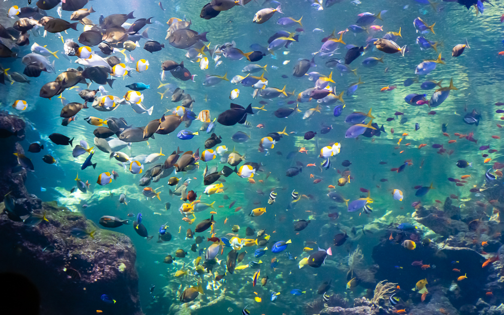 Ang Kahalagahan ng Karagatan at Buhay sa Karagatan | San Jose Public ...